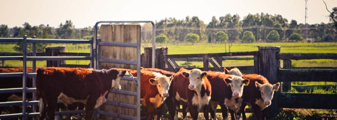 We need less meat but more cows? - Impact Hub Stockholm